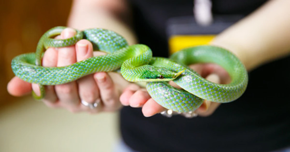 Which Celebrities Own Snakes? 15 Surprising Snake Lovers